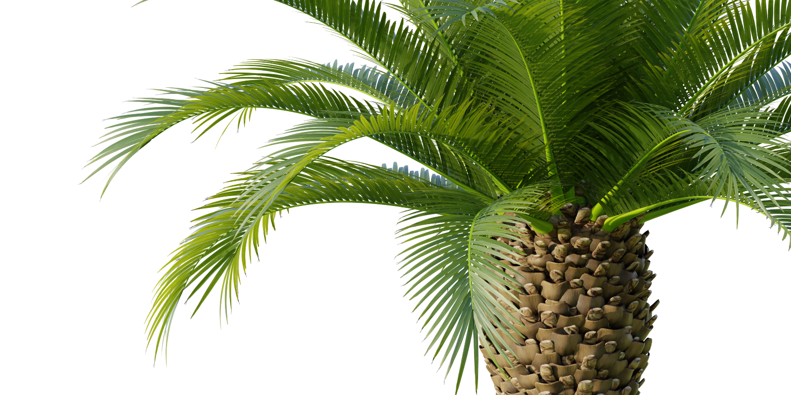 Tree Palm Tree Phoenix Canariensis Decorative Garden Set Of 4 Tree Palm Tree Phoenix Canariensis Decorative Garden Set Of 4