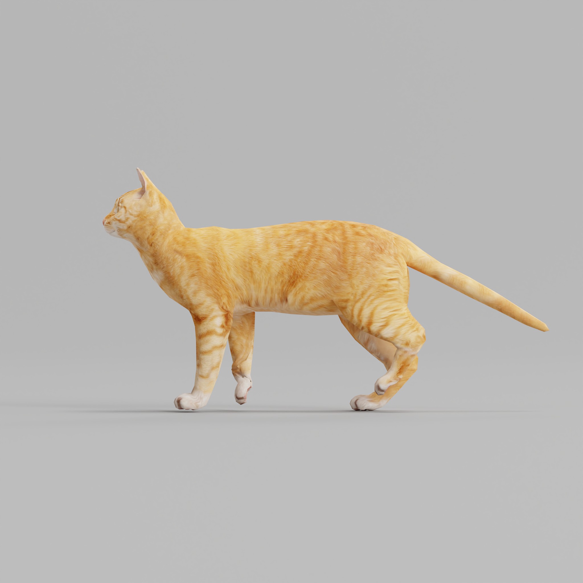 Ginger Cat Blender Market