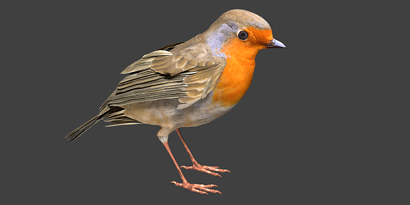 European robin - Blender Market