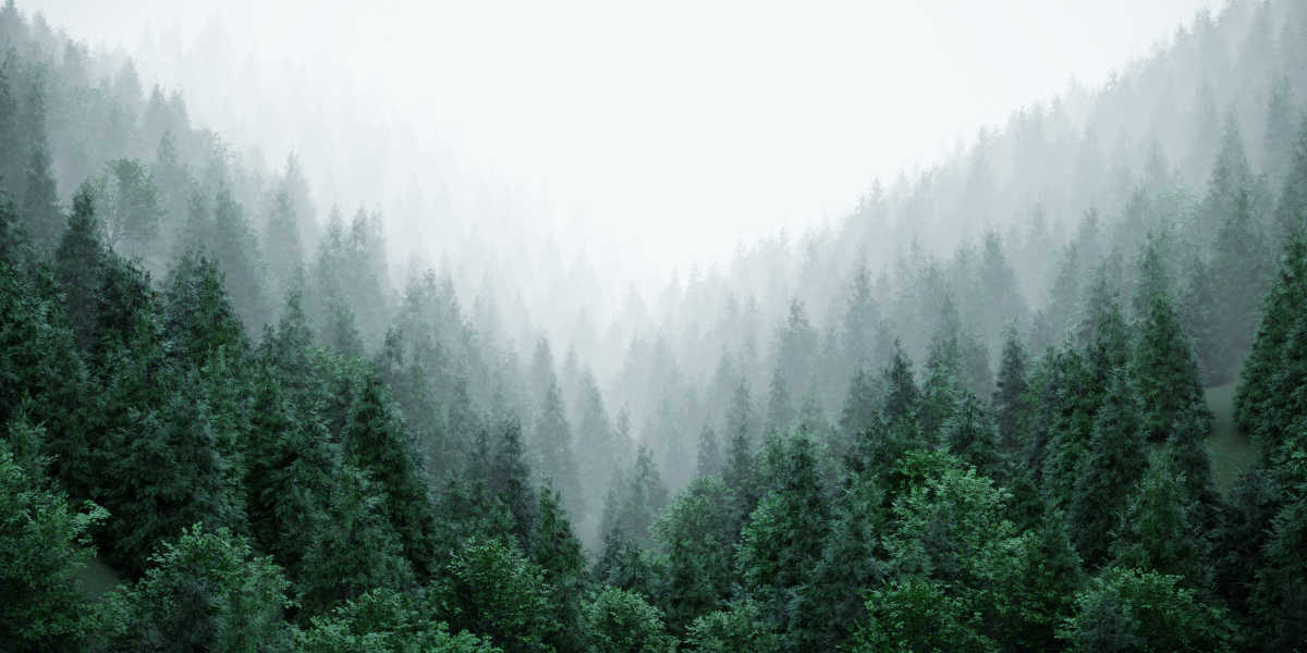 【アセット紹介】Real Trees – 高ポリから低ポリまで用途範囲が広い！ | CGbox