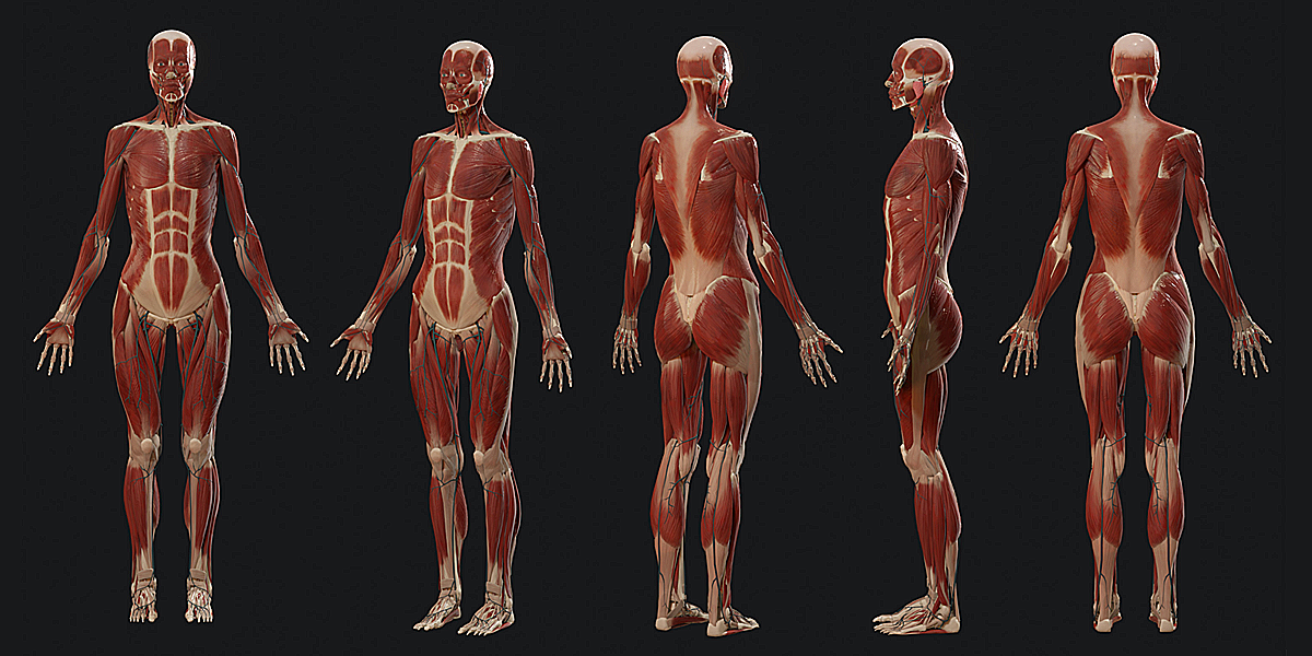 PBR Female Anatomy - Blender Market