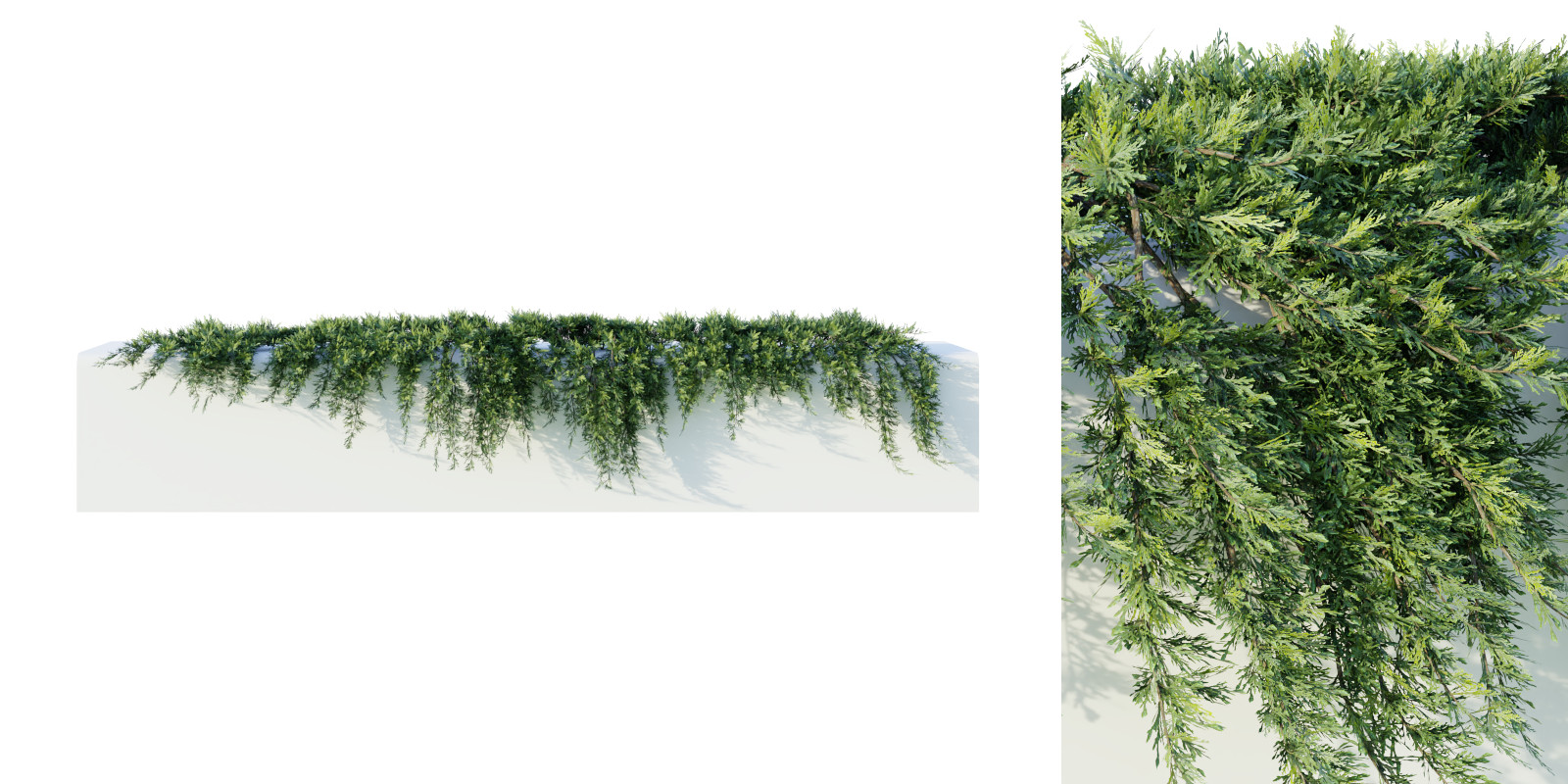 Creeping bush - Juniperus horizontalis - creeping juniper or creeping ...