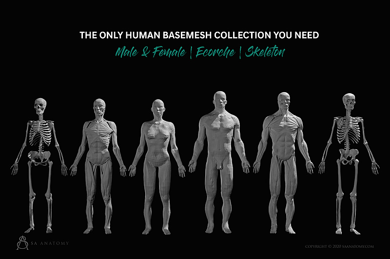 Ultimate Human Basemesh Collection - Blender Market