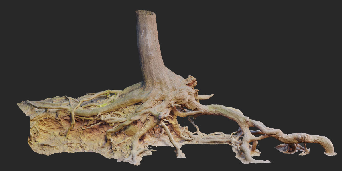 Oak Tree Roots - Blender Market