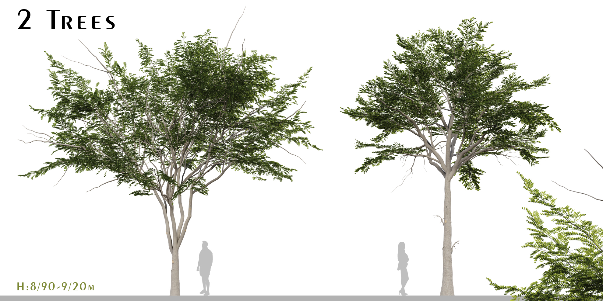 Set of Albizia Falcataria Tree (Falcataria Moluccana) (2 Trees ...