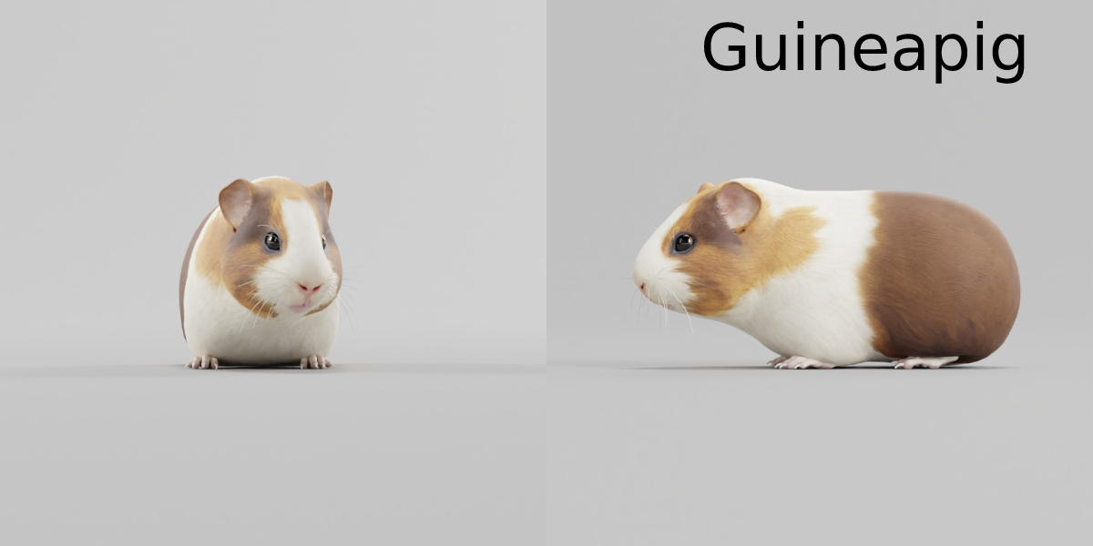 Guinea pig - Blender Market
