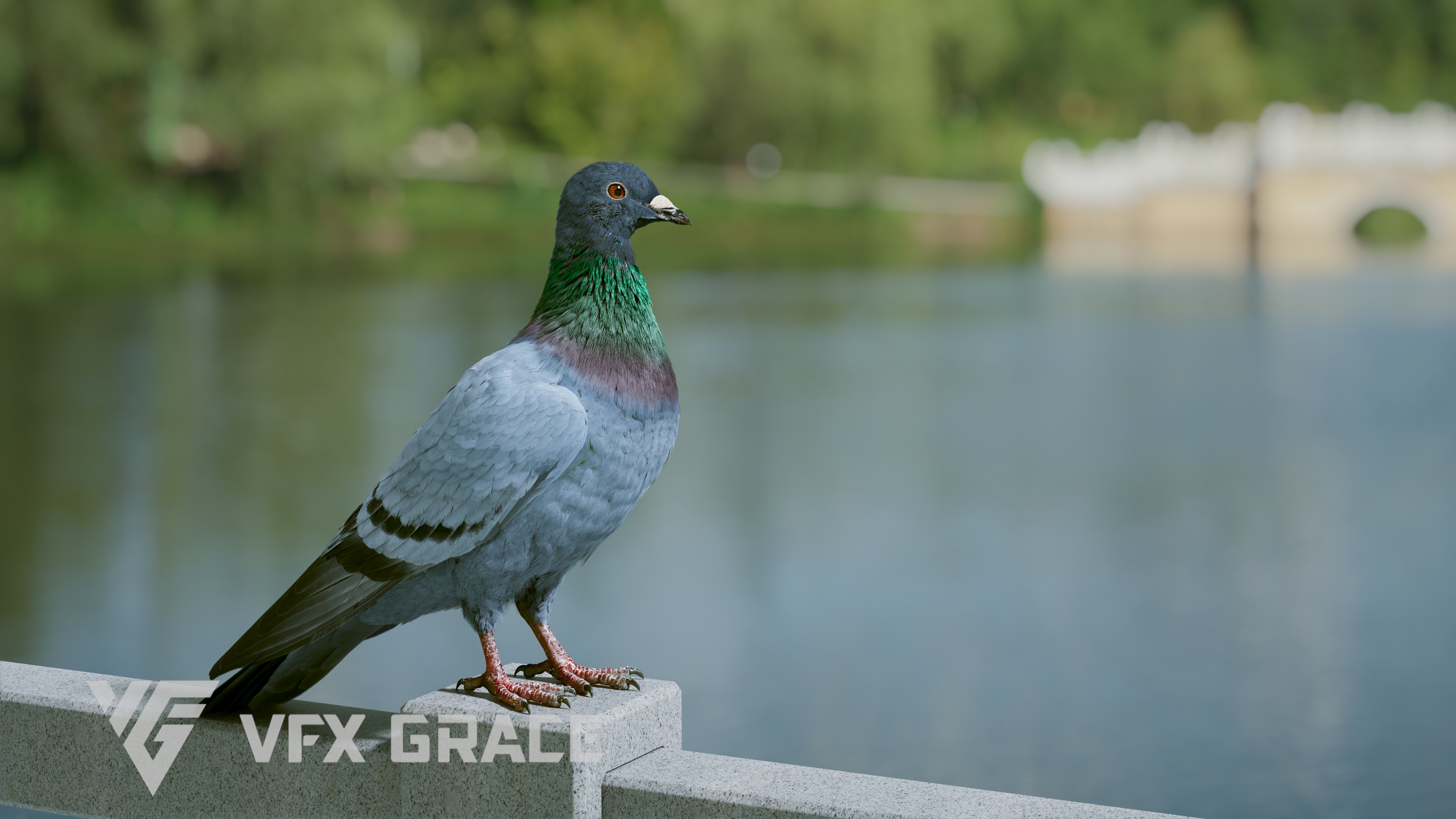 Pigeon Animated | VFX Grace - Blender Market