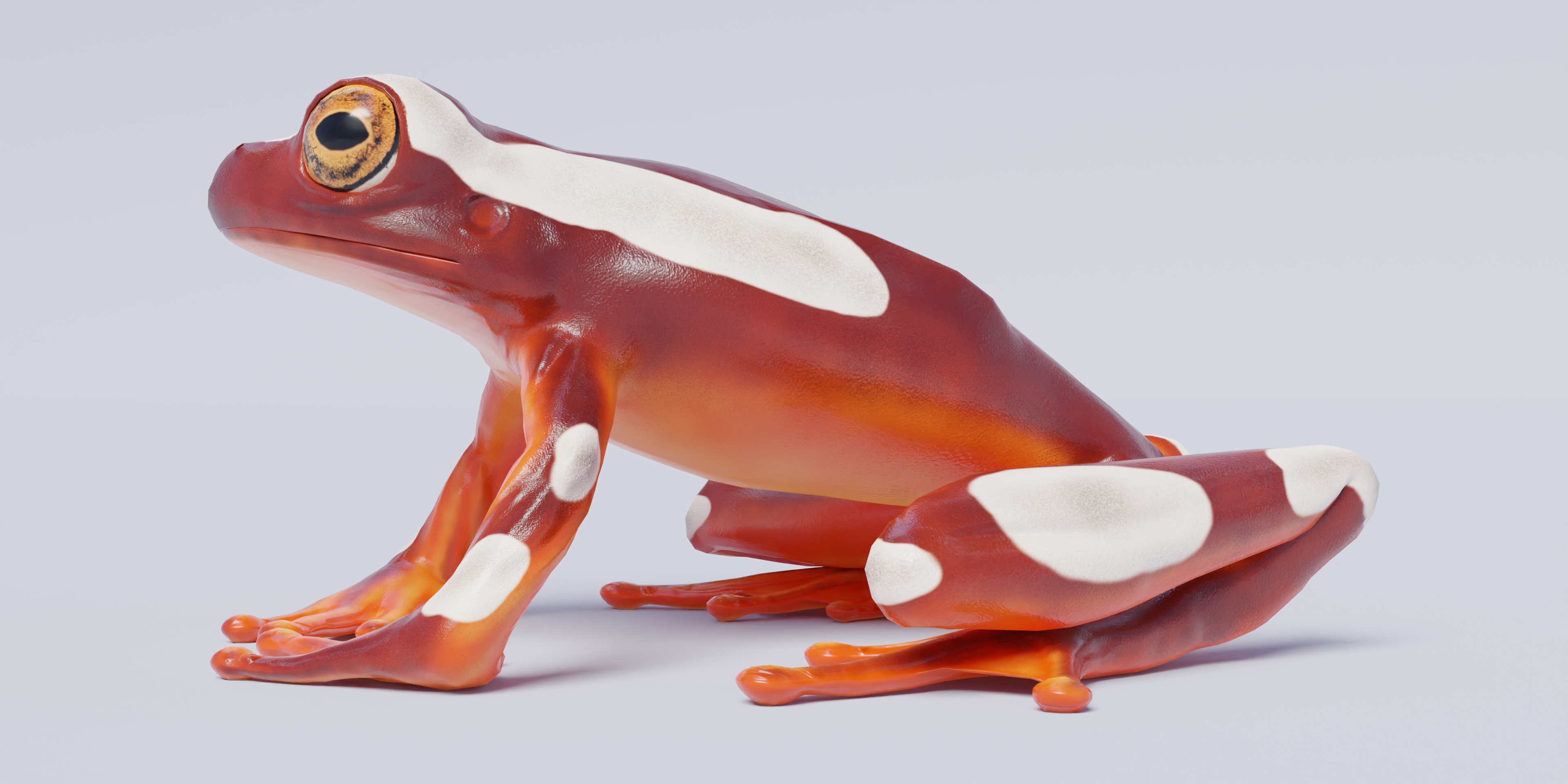 Clown Tree Frog - Rigged - Blender Market