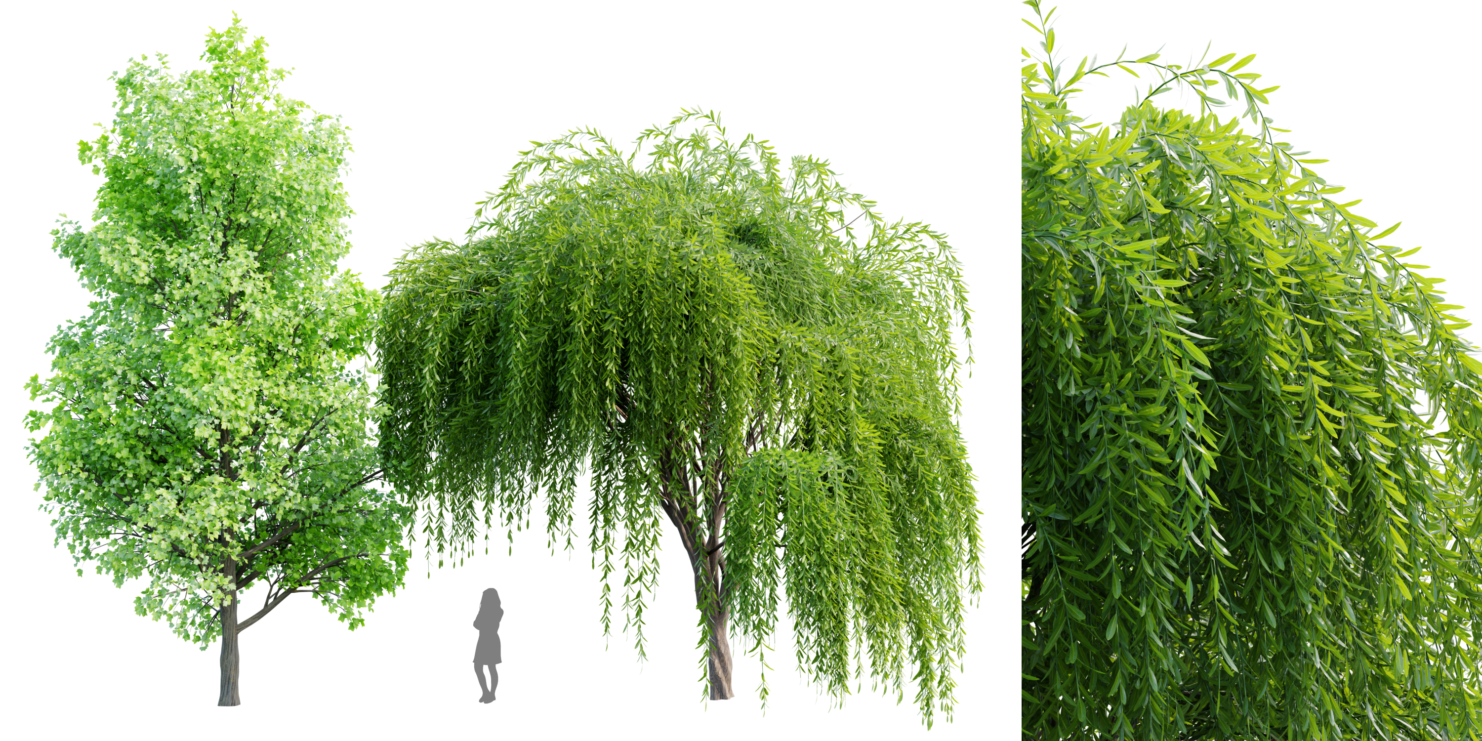 Tulip poplar and Weeping willow 2trees - Blender Market