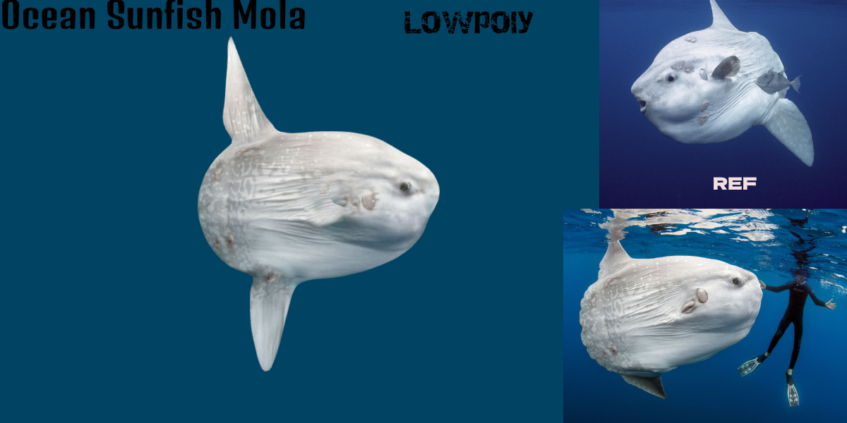 Ocean Sunfish Mola - Blender Market