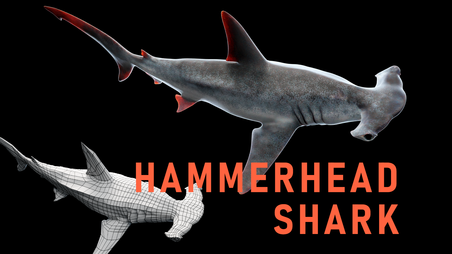 Smooth Hammerhead Shark - Blender Market