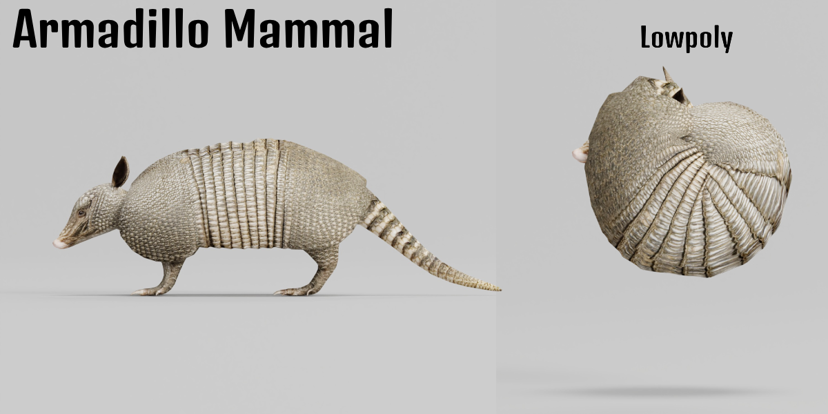 Armadillos Animal - Blender Market