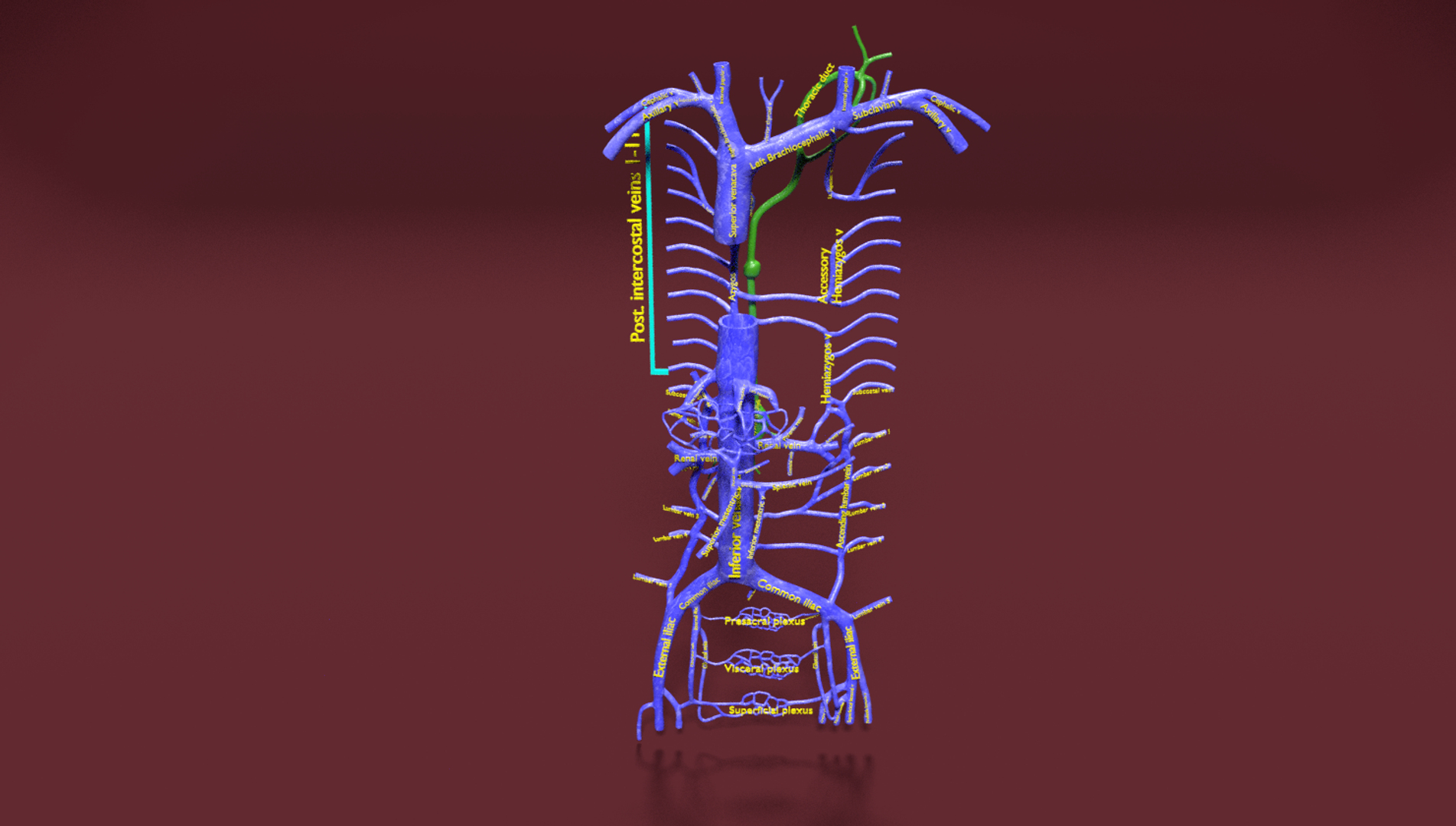Venous system thorax abdominal vein labelled 3D model - Blender Market