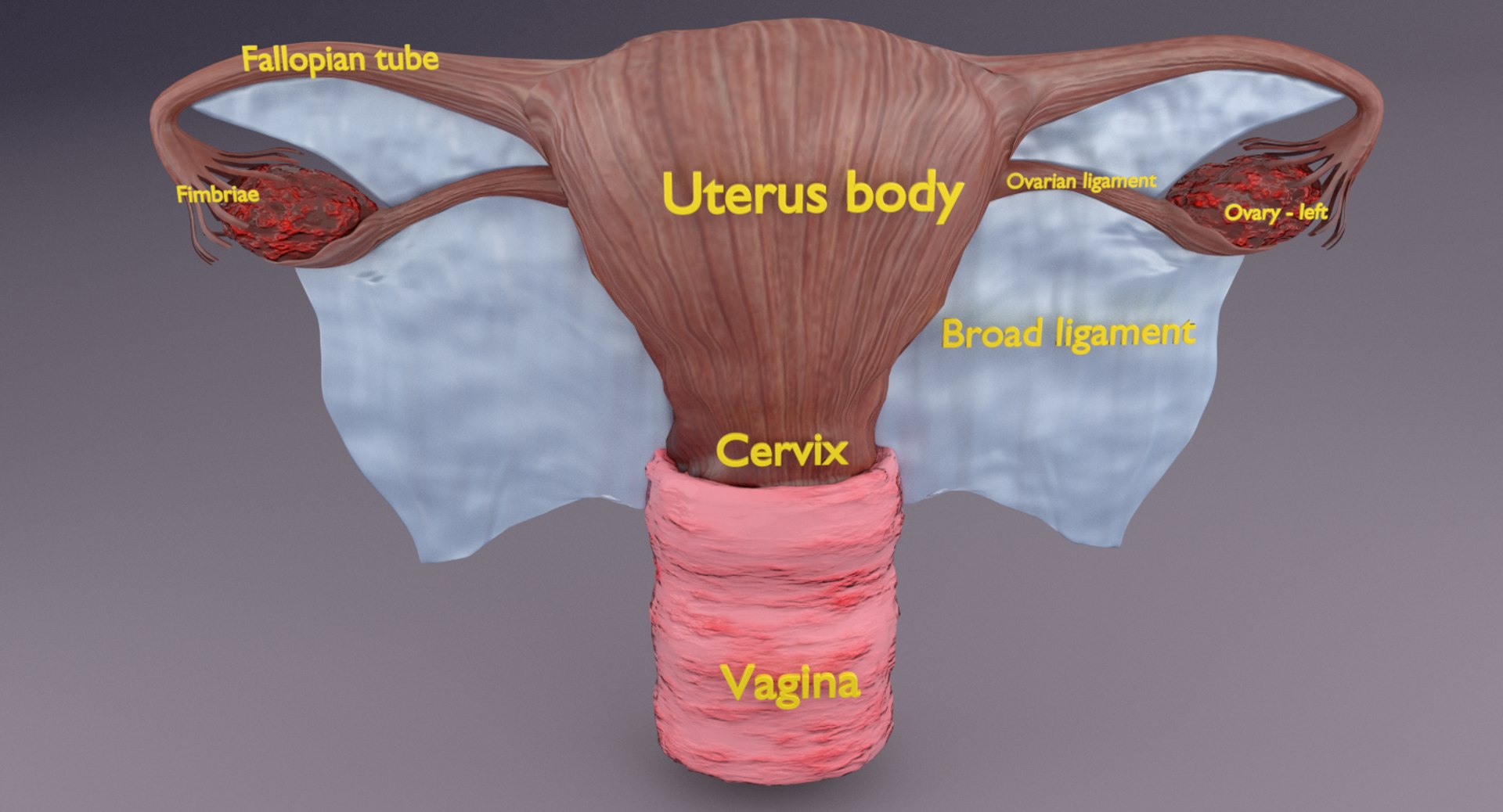 Uterus human 3D model - Blender Market