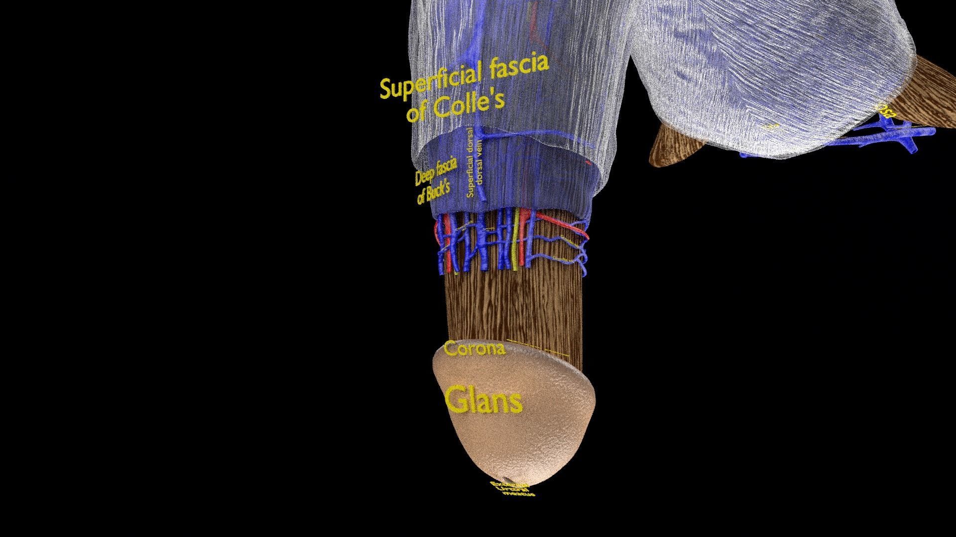Penis complete anatomy histology layers cut section 3D model - Blender ...