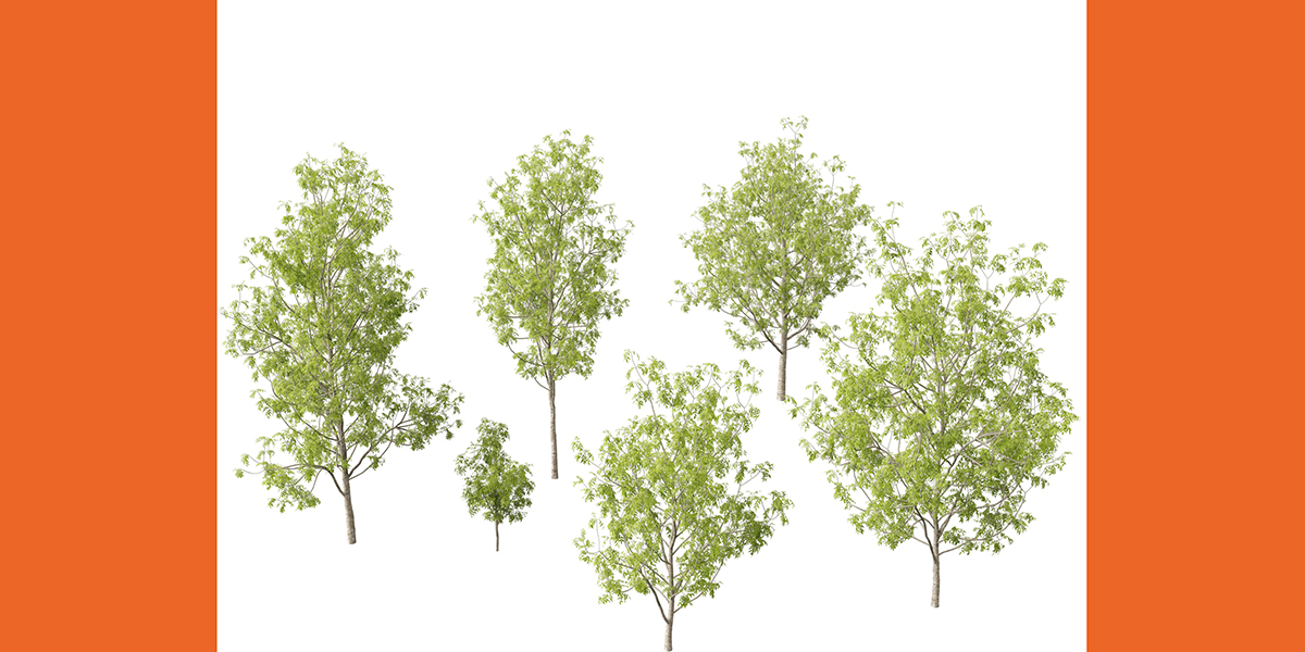 Fraxinus excelsior – European ash - Blender Market