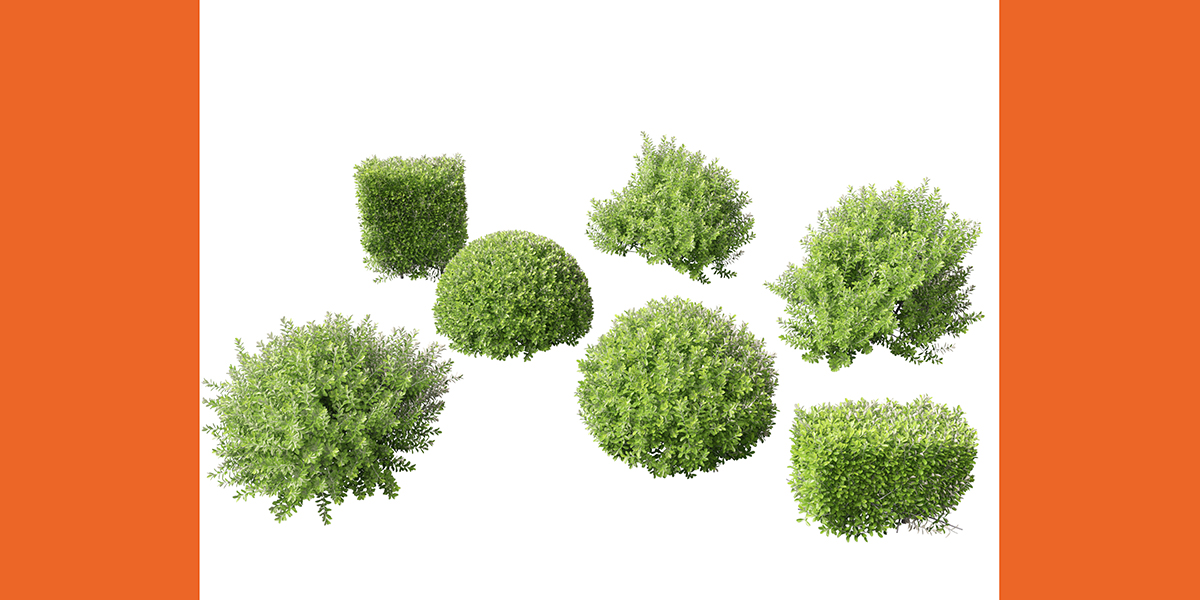 Pittosporum crassifolium - Karo Tree - Blender Market