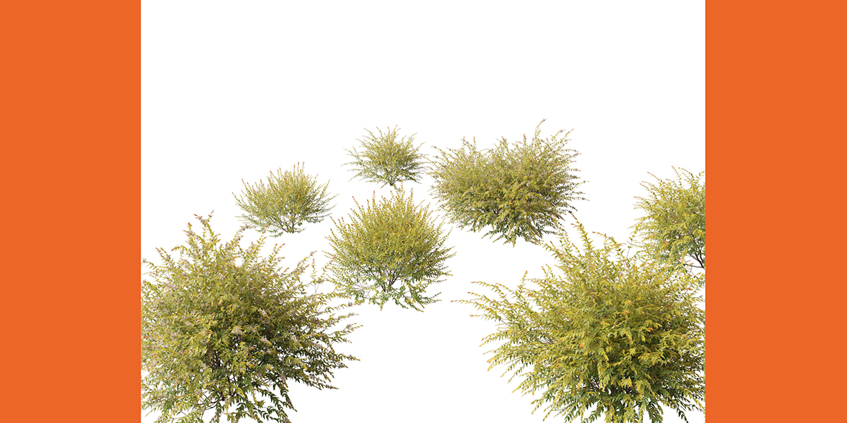 Austromyrtus dulcis - Midgen berry - Blender Market