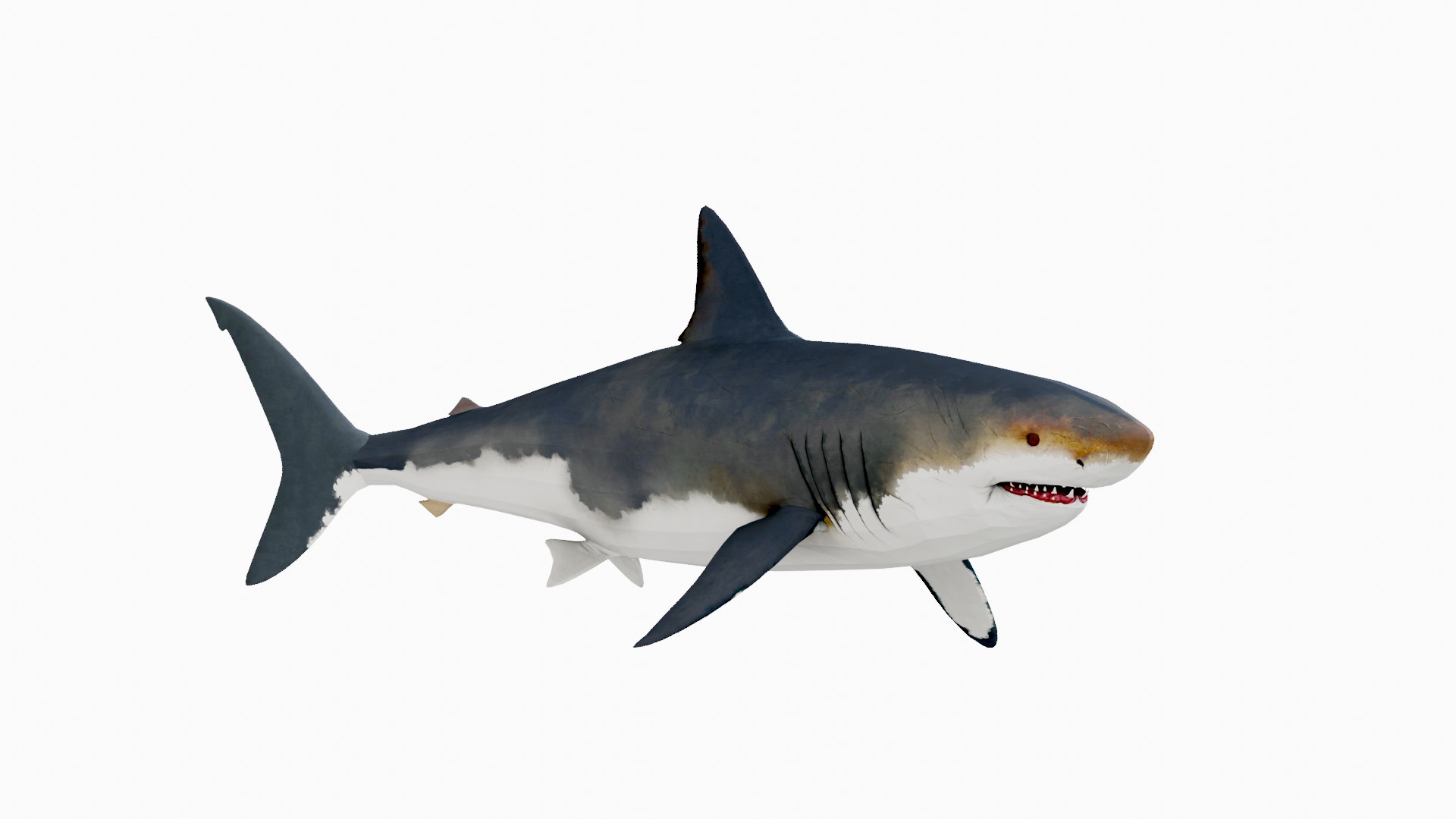 Shark 3D Model - Blender Market