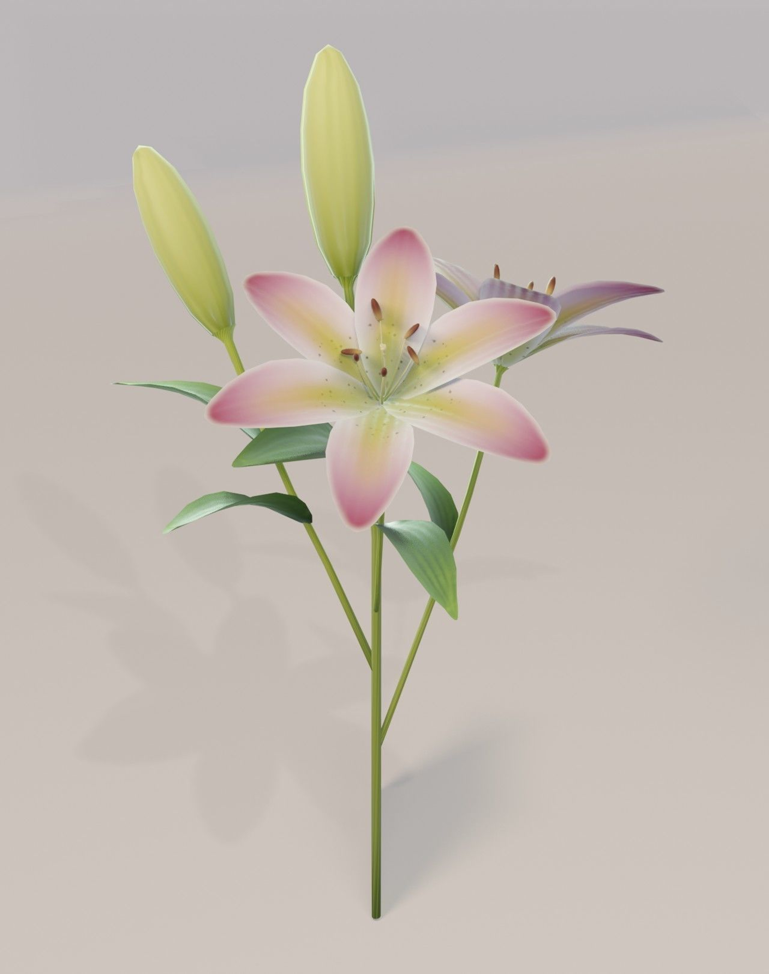 Lily Low-poly 3D Model - Blender Market