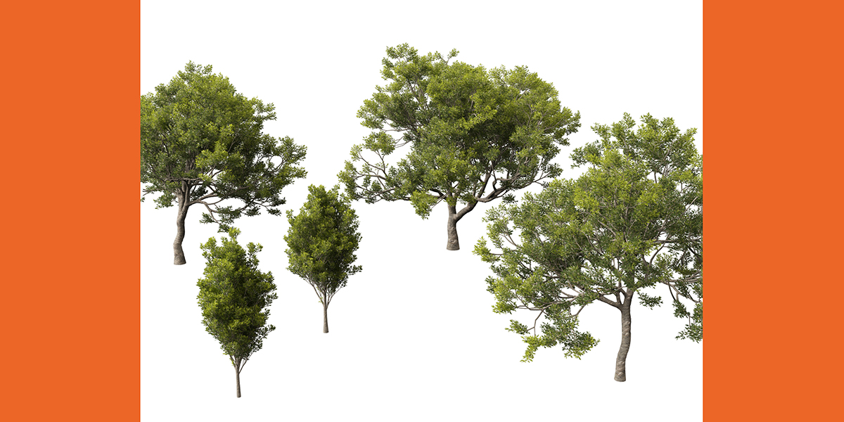 Quercus ilex - holly oak - Blender Market