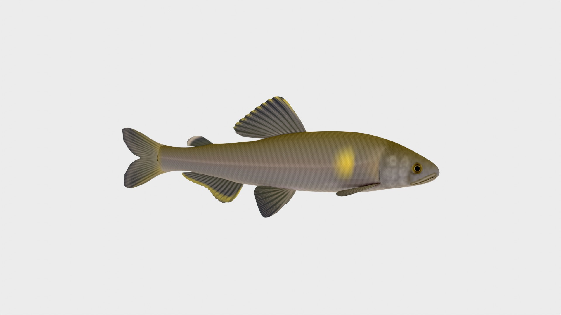 Ayu Fish Low Poly 3D Model - Blender Market