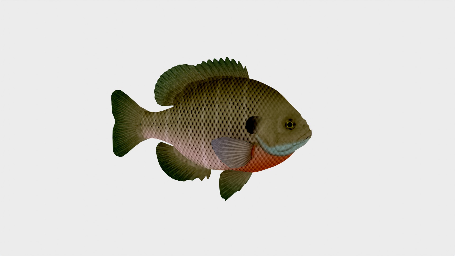 Bluegill Fish Low Poly 3D Model - Blender Market