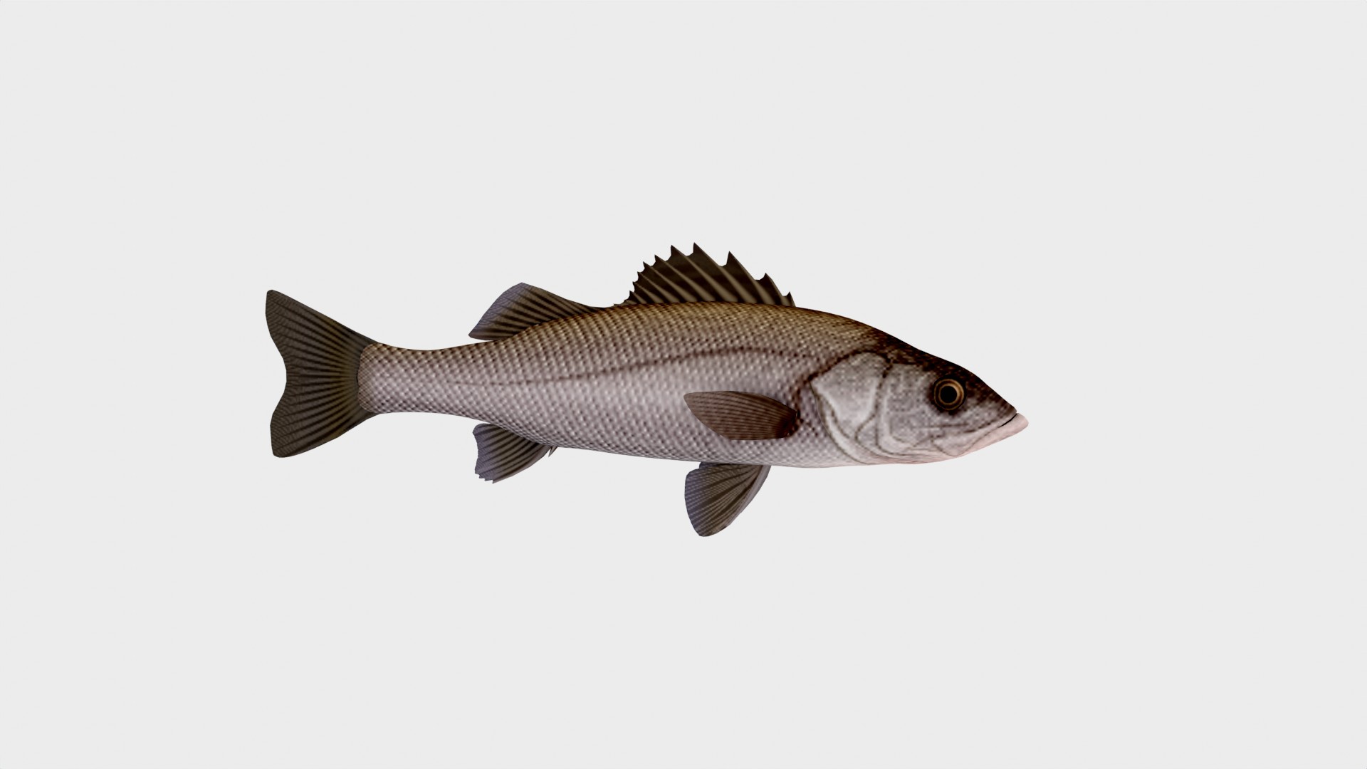 Sea Bass Fish Low Poly 3D Model - Blender Market