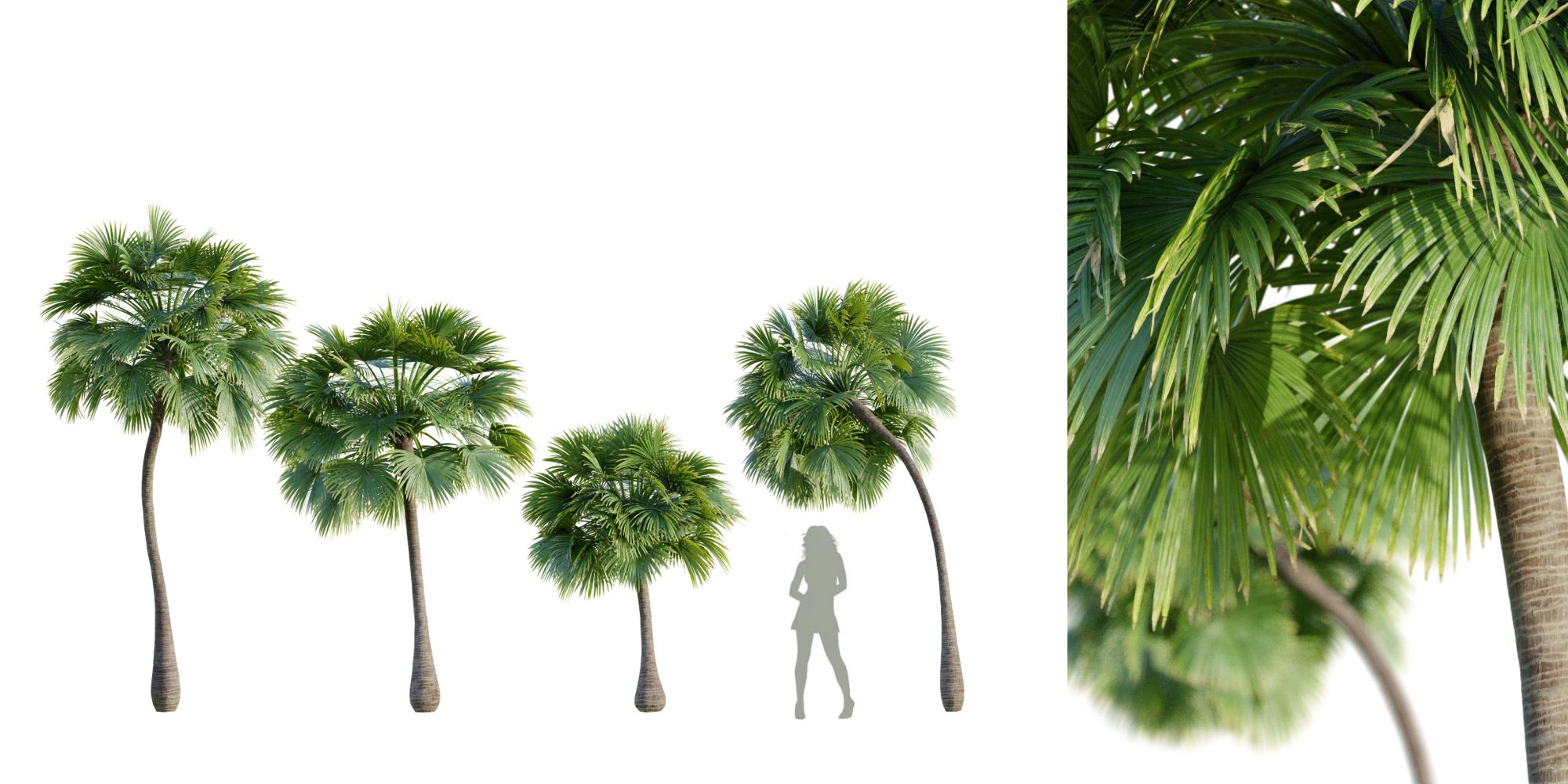 Tree - Palm Tropic Plants - 4 Borassus_Flabellifer palms - doub palmyra ...