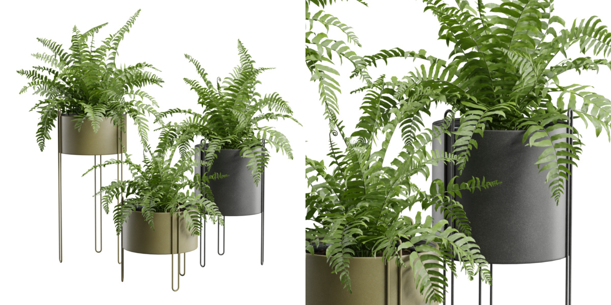 Sword Fern Plant Set - Blender Market