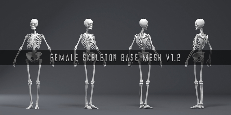 Female Skeleton - Base Mesh [2014] - Blender Market