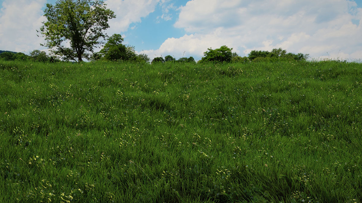 Wind animated realistic grass and plants - Blender Market