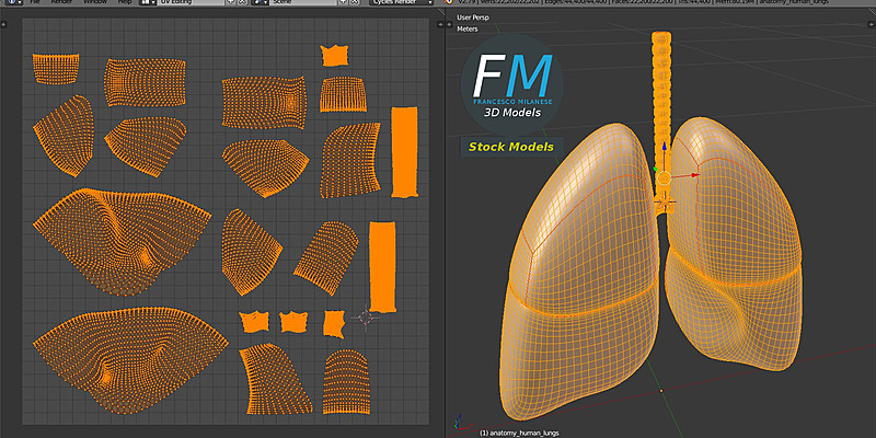 Anatomy - Human lungs - Blender Market