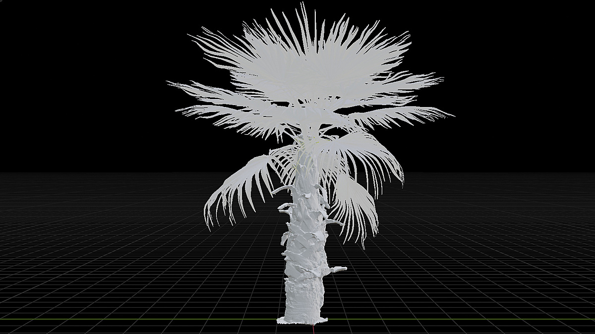 Palm tree - photoscan 03 - Blender Market