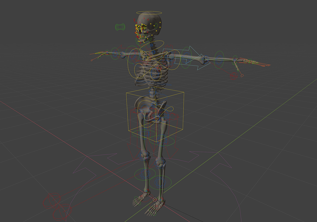 Anatomically based human skeleton XMS - Blender Market