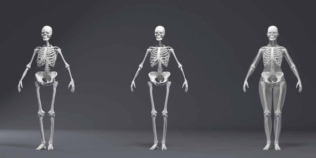 Female Skeleton - Base Mesh - Blender MarketFemale Skeleton - Base Mesh ...