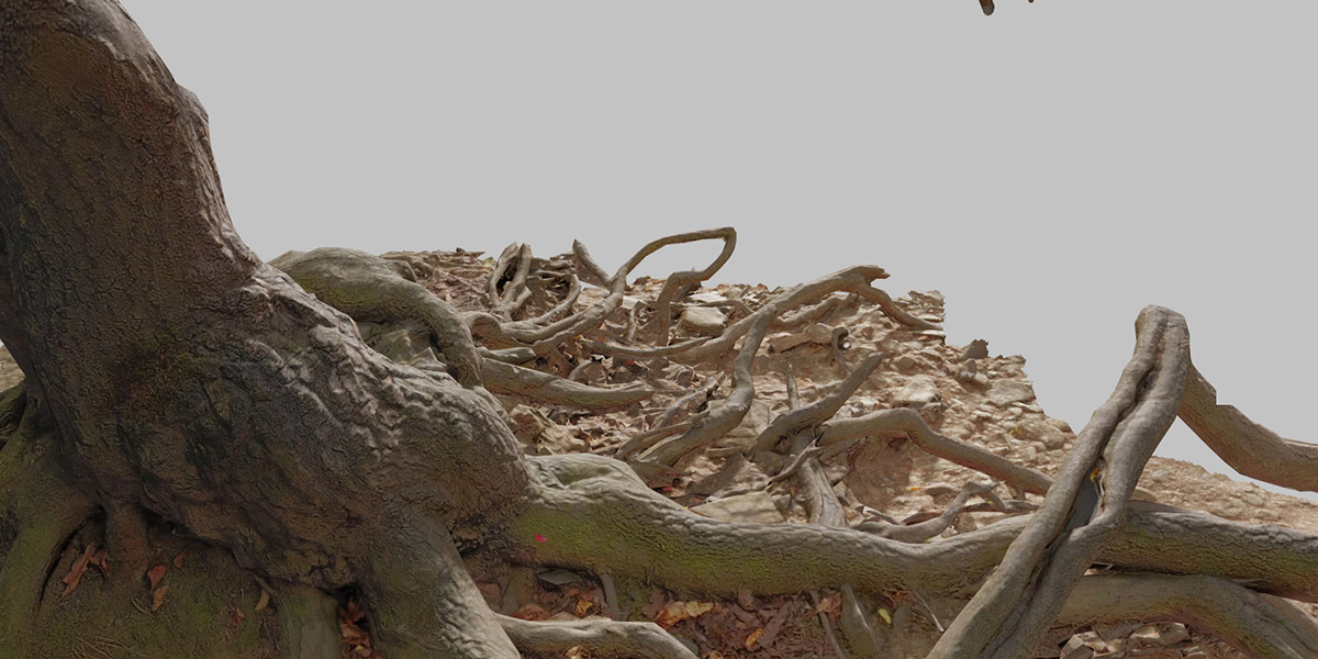 Overhang Tree Roots - Blender Market