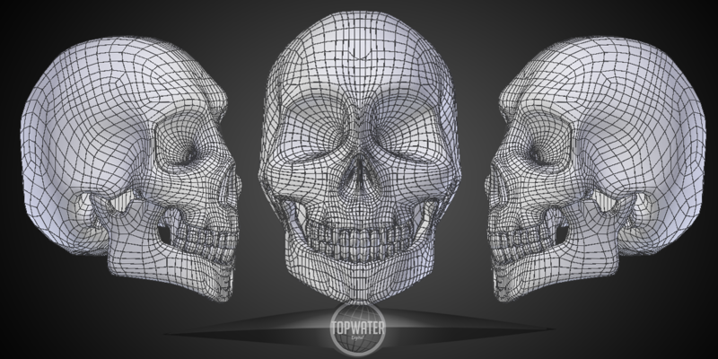 Skull - Blender Market
