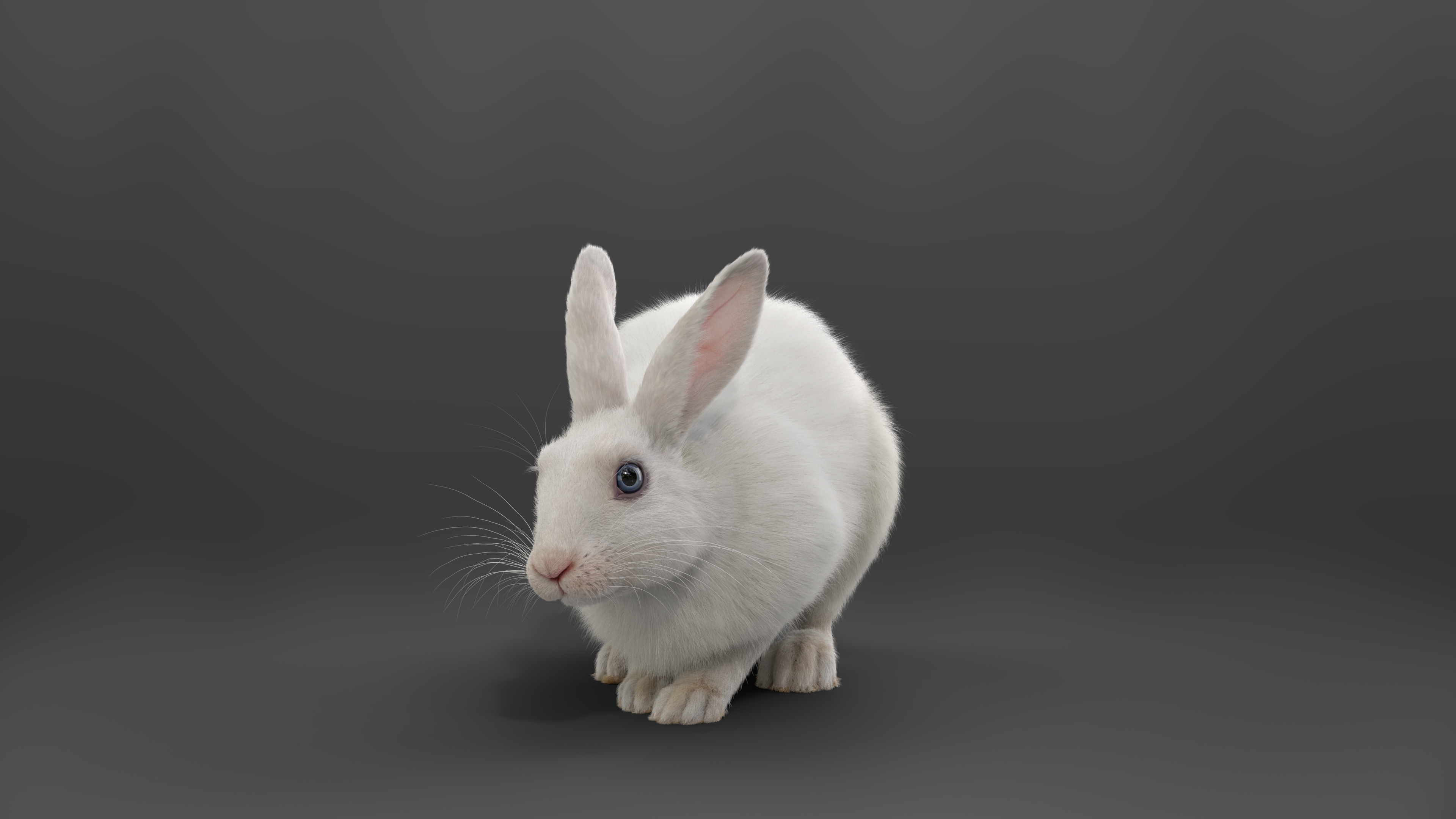 White rabbit Animated | VFX Grace - Blender Market