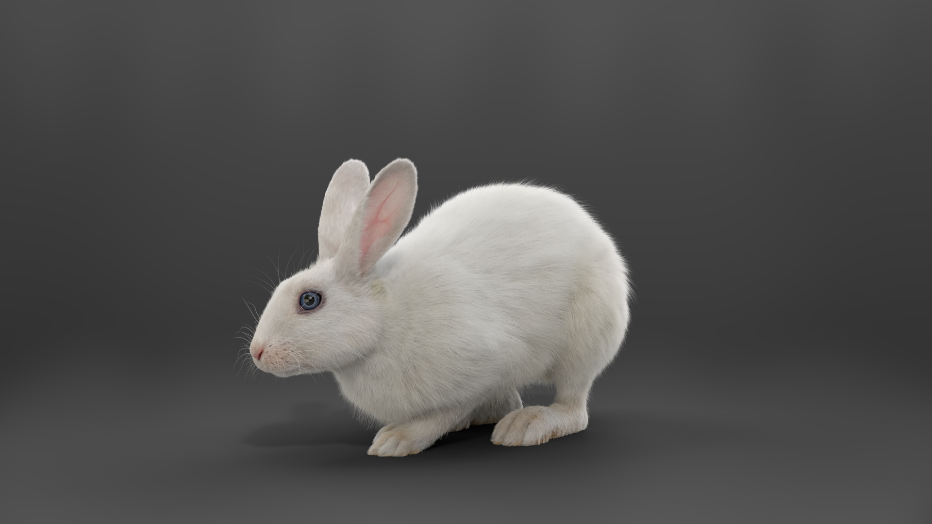 White rabbit Animated | VFX Grace - Blender Market