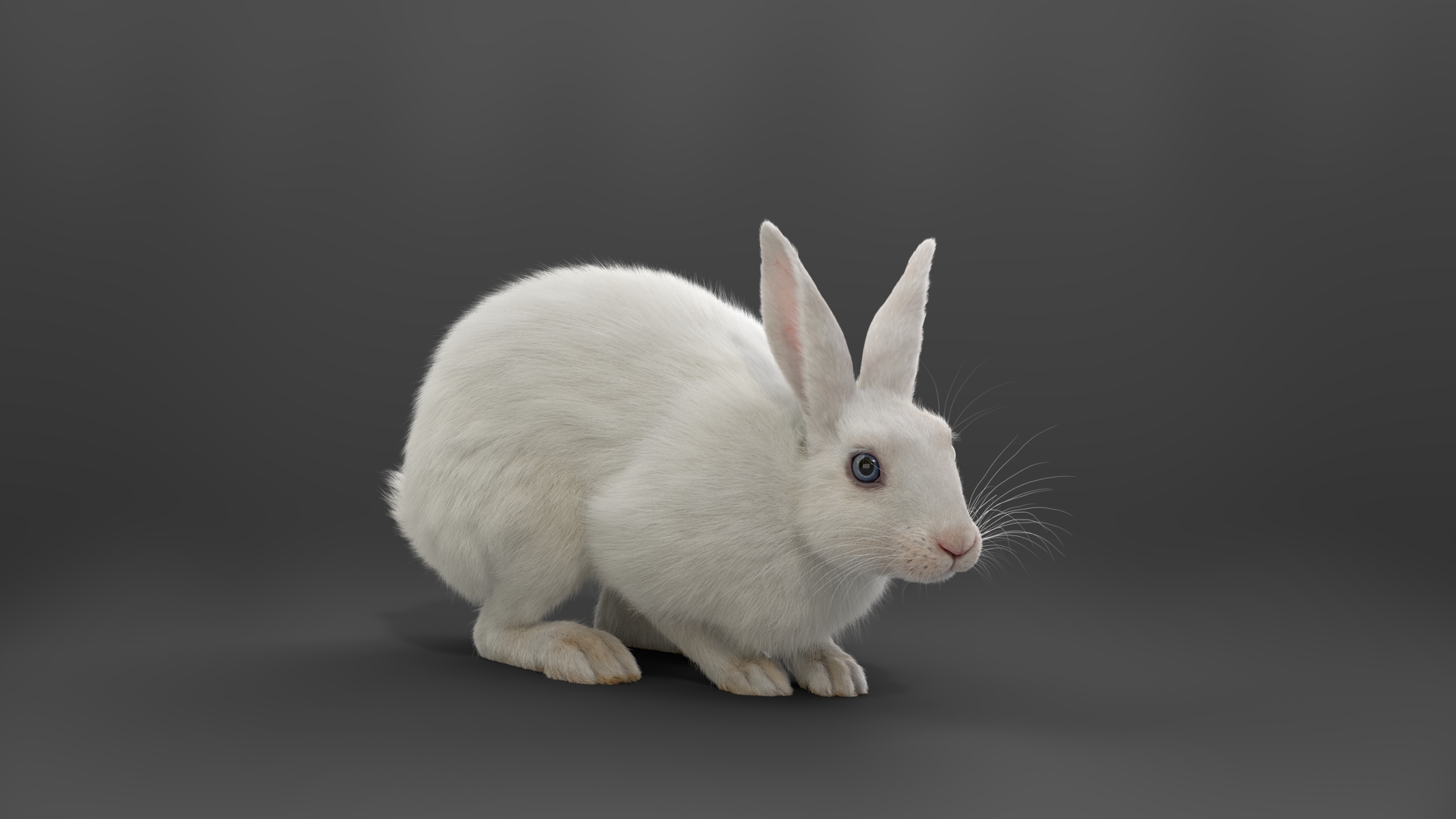 White rabbit Animated | VFX Grace - Blender Market