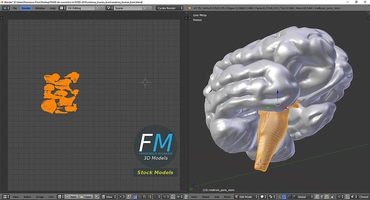 Anatomy - Human Brain - Blender Market