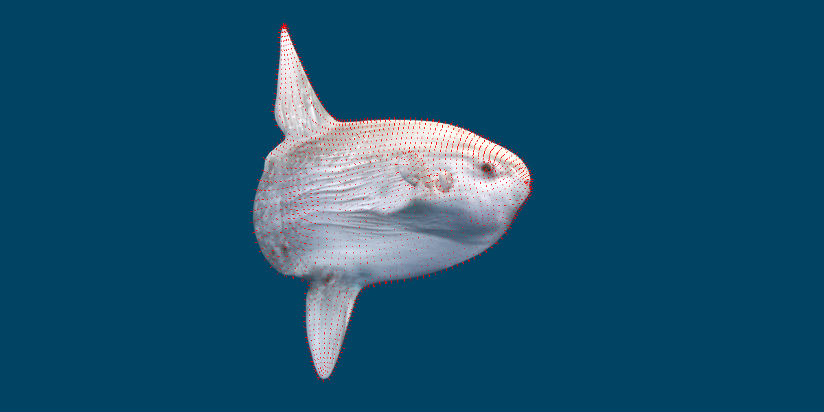 Ocean Sunfish Mola - Blender Market