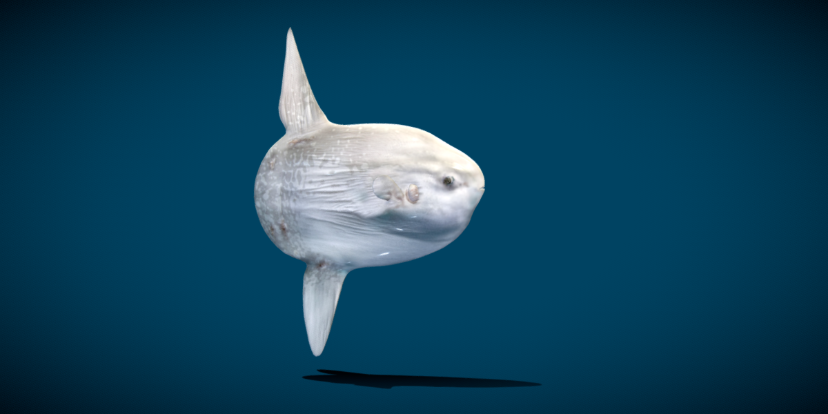 Ocean Sunfish Mola - Blender Market