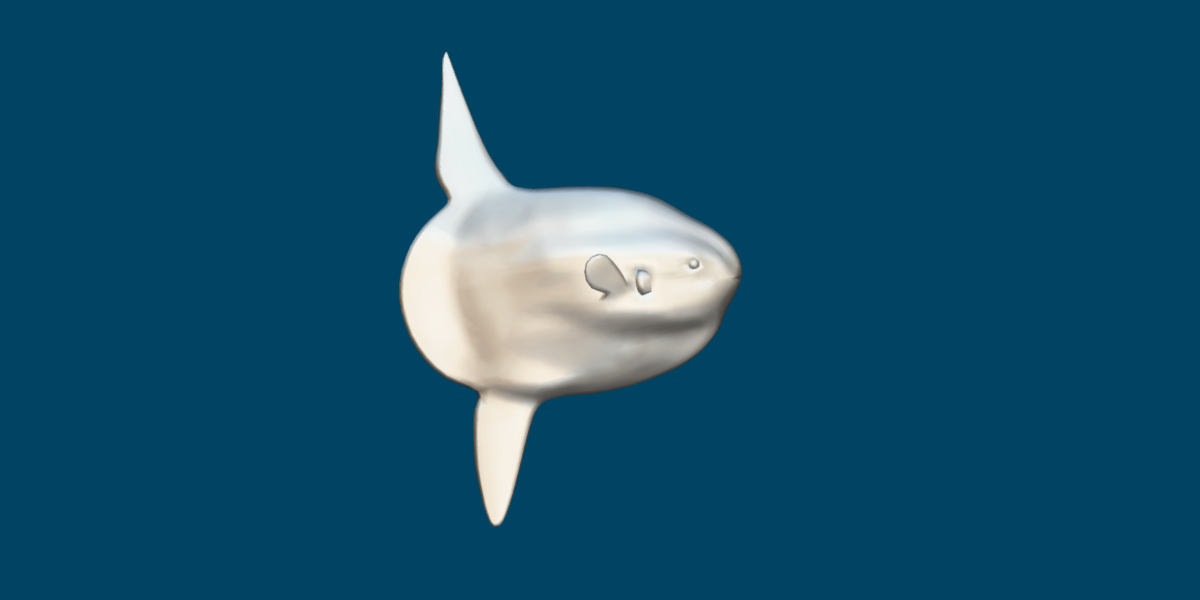 Ocean Sunfish Mola - Blender Market