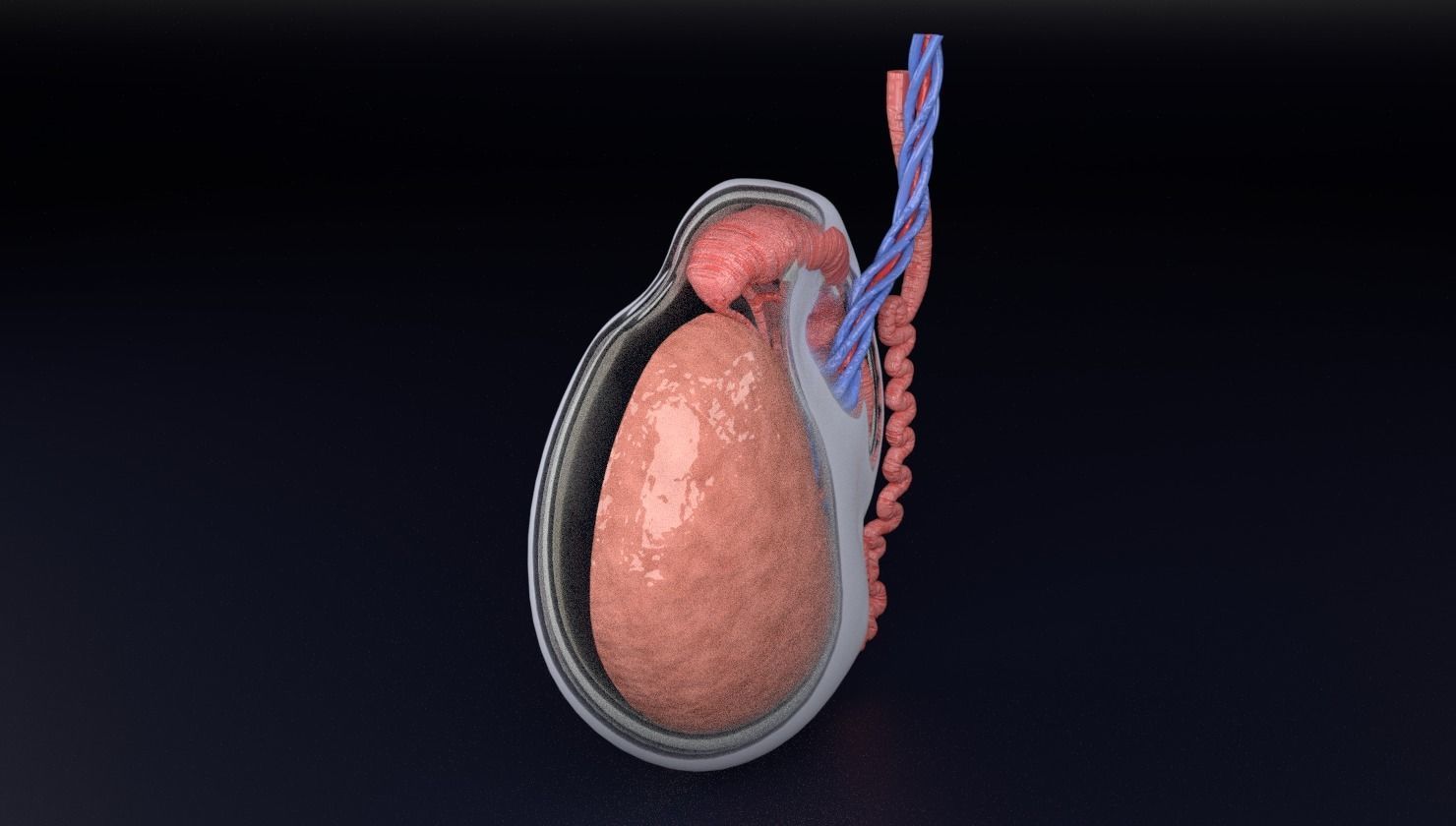 testis anatomy histology 3D model - Blender Market