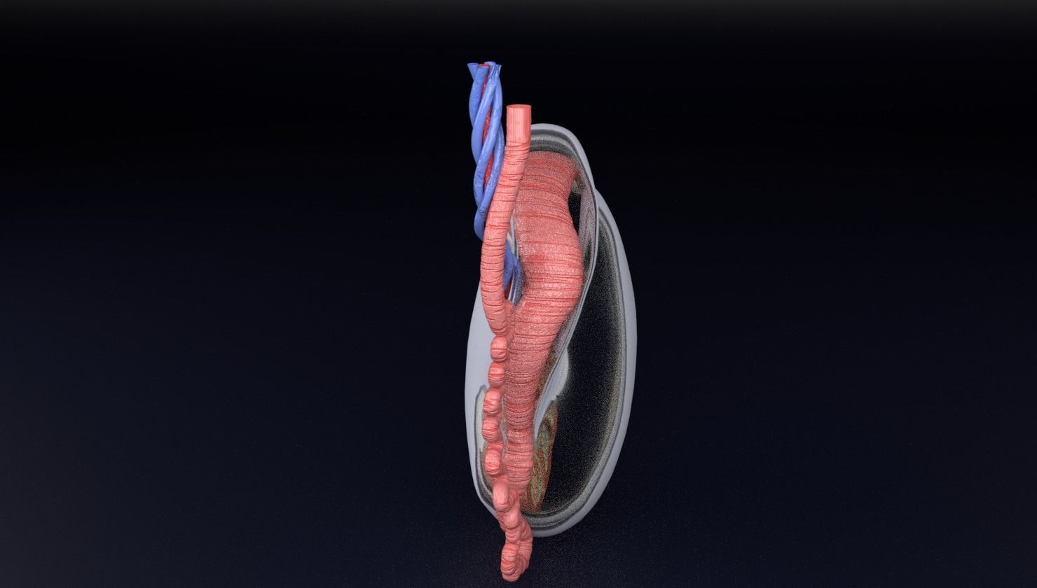 Testis Anatomy Histology 3d Model Blender Market