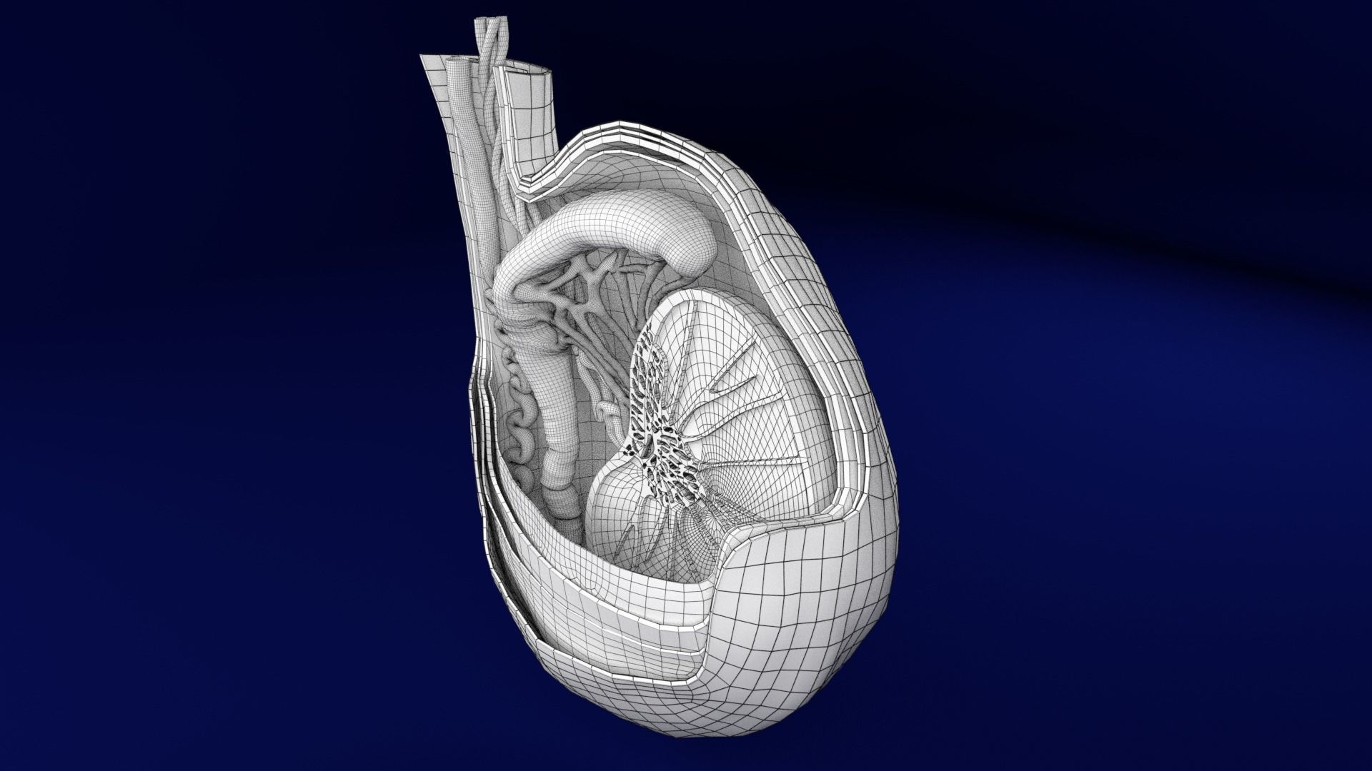 Testis Anatomy Histology 3d Model Blender Market