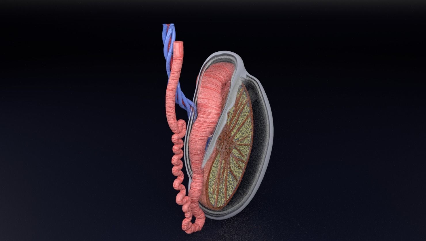 Testis Anatomy Histology 3d Model Blender Market