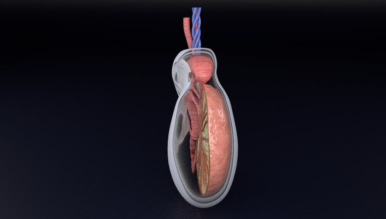 Testis Anatomy Histology 3d Model Blender Market